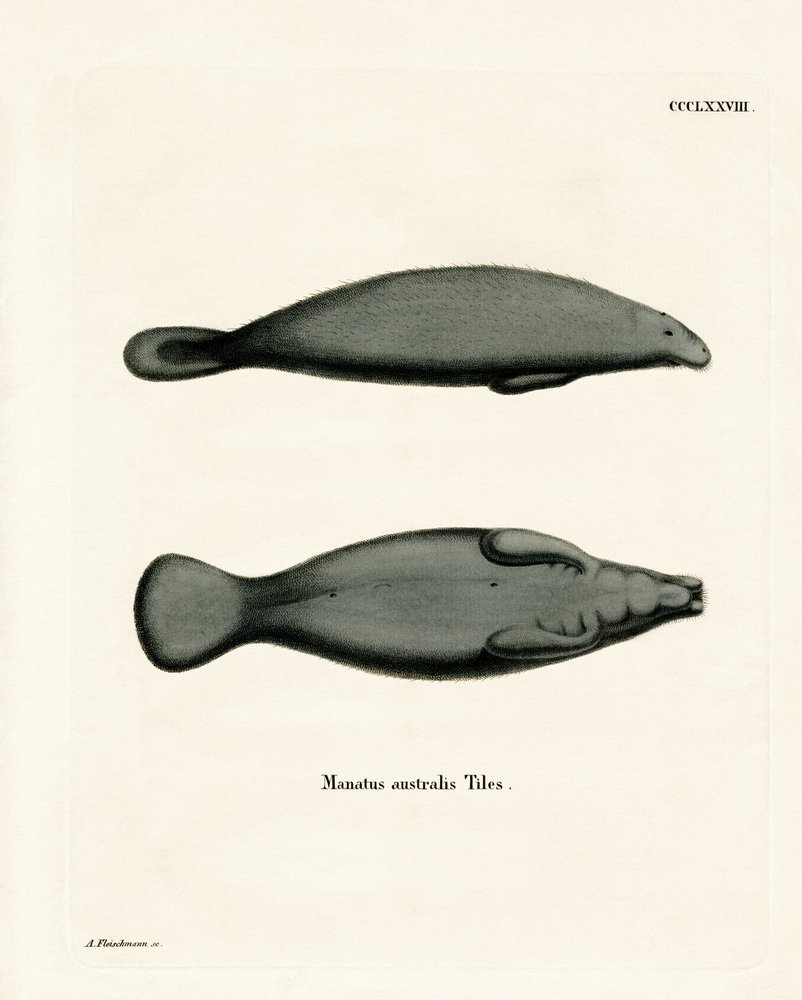 Manatee Tegning