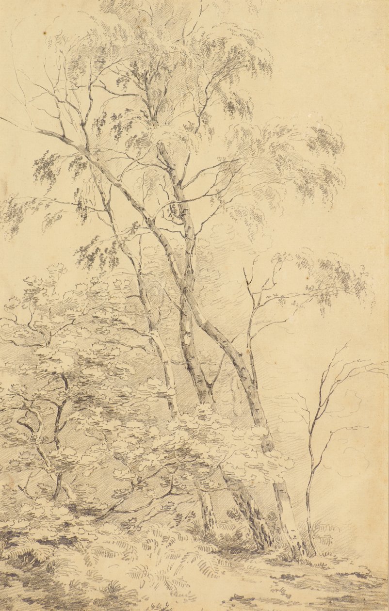 Træer ved Bromley [eller træer] | Amelia Long | Kunstryk